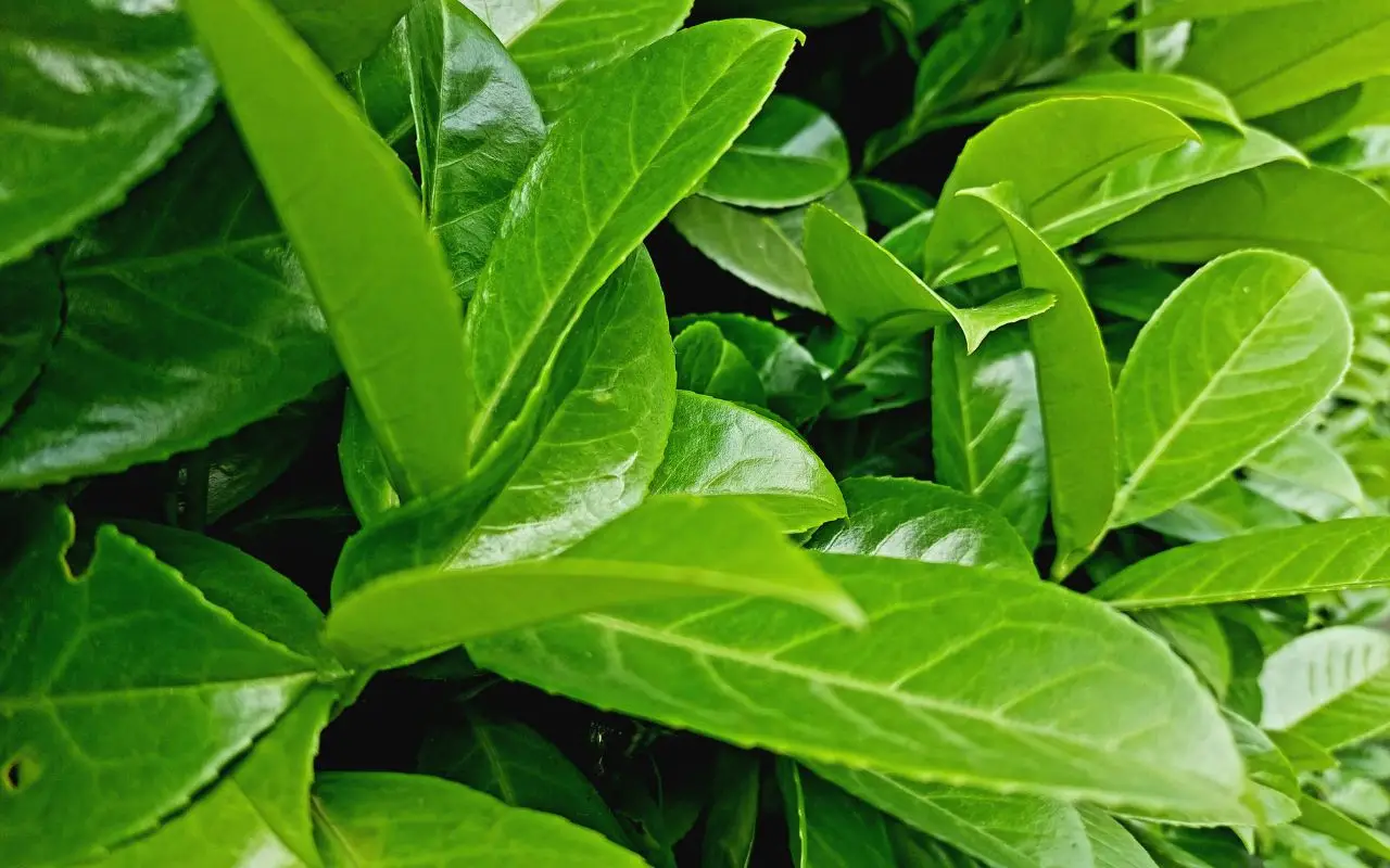 Quando potare il lauroceraso: ecco cosa dice il giardiniere Quando potare il lauroceraso: ecco cosa dice il giardiniere